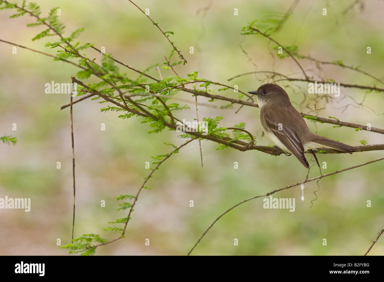 Eastern Phoebe (Sayornis phoebe Stock Photo - Alamy