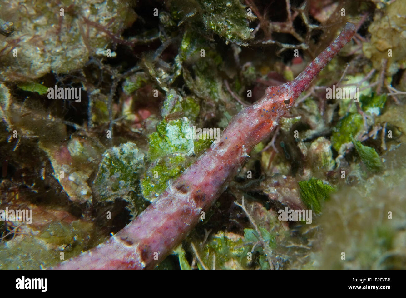 Reef pipefish hi-res stock photography and images - Alamy
