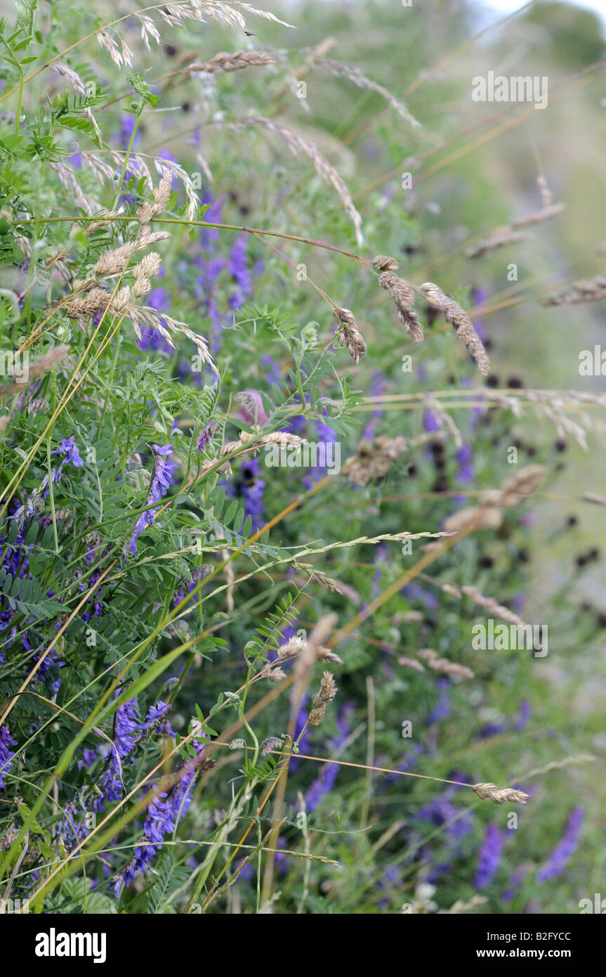 Common creeping clover hi-res stock photography and images - Alamy