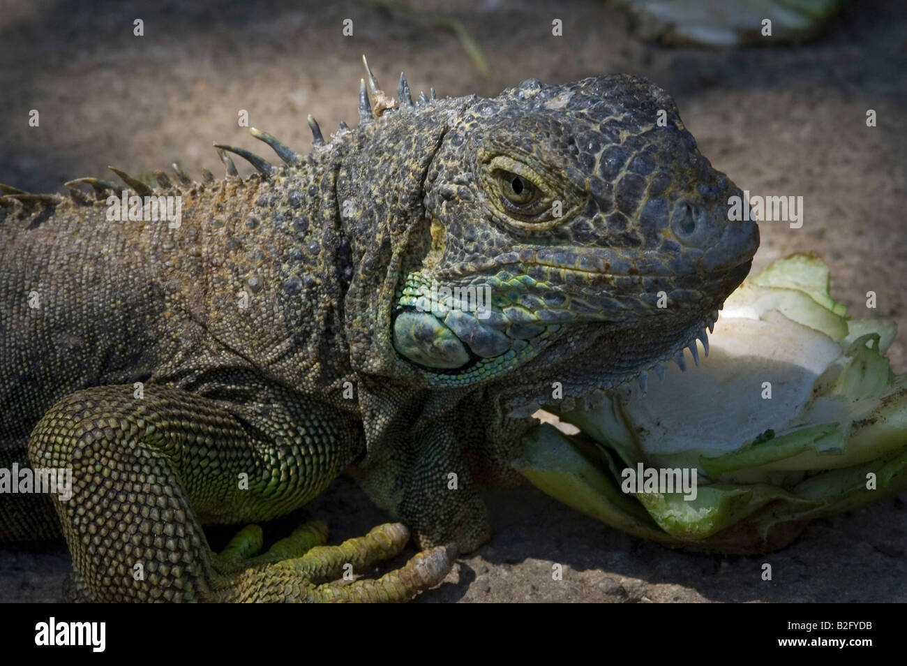 Iguana eating hi-res stock photography and images - Alamy