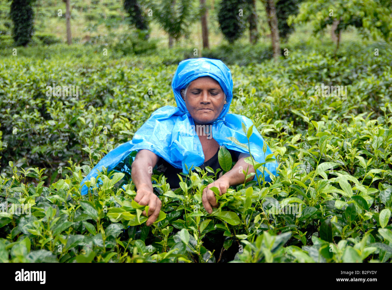 Tea being picked by women tea pickers on a tea plantation in southern ...