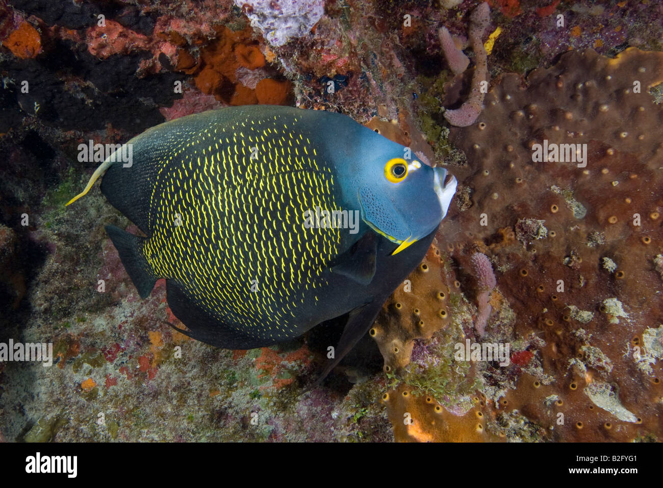 Paru paru hi-res stock photography and images - Alamy