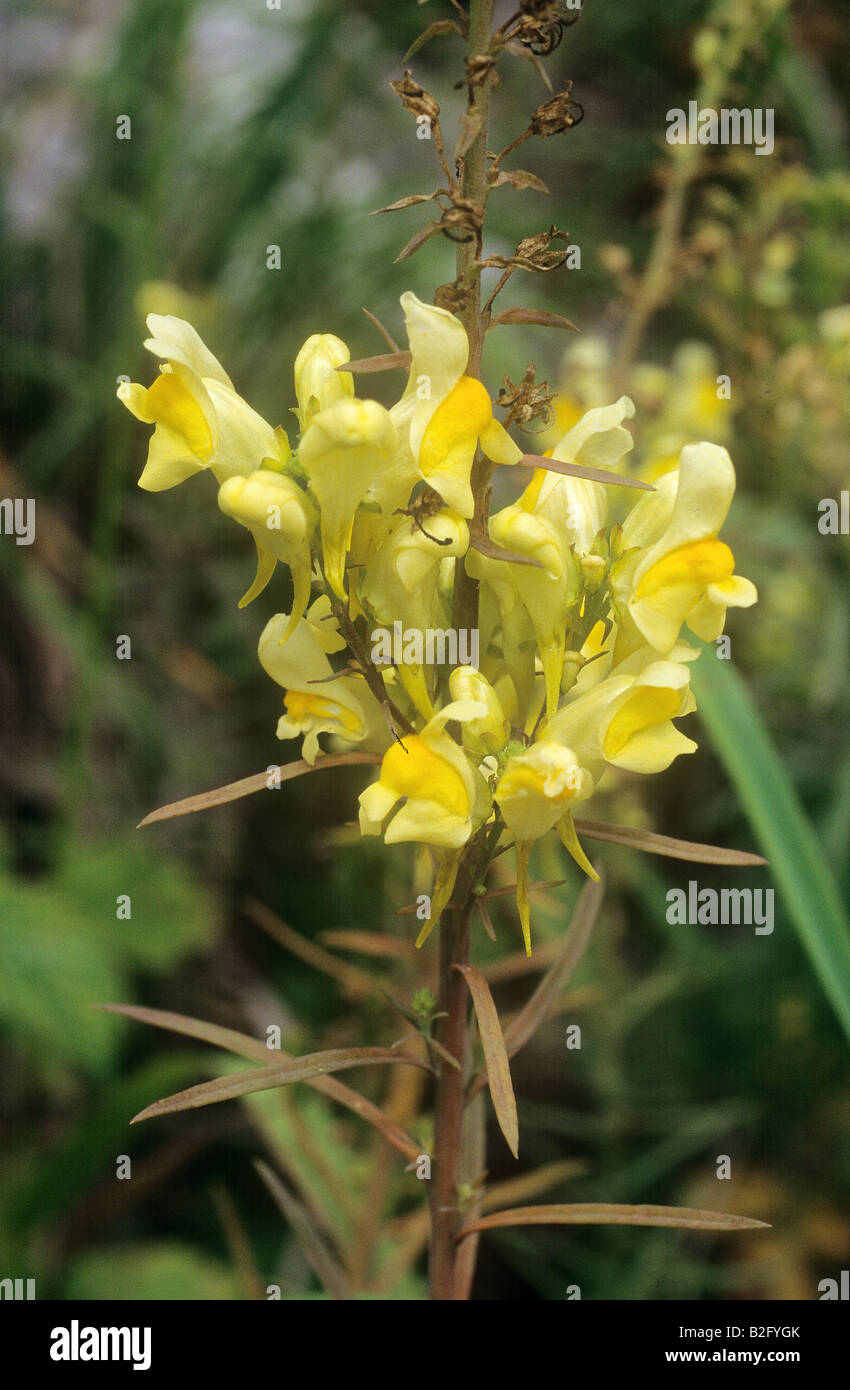 Common Toadflax / Linaria vulgaris Stock Photo - Alamy
