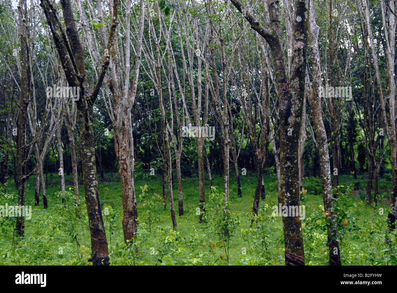Rubber plantation in sri lanka hi-res stock photography and images - Alamy