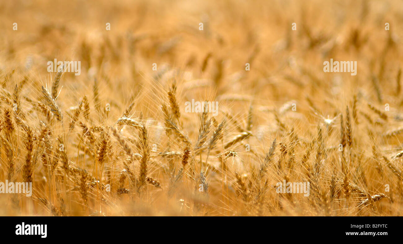 Wheat farm united states hi-res stock photography and images - Alamy