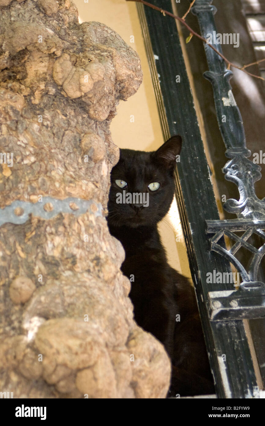 A black cat keeping watch Stock Photo - Alamy