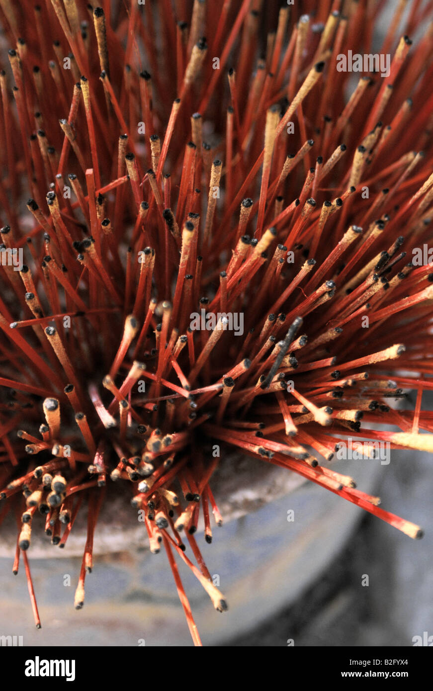 Burning insence hi-res stock photography and images - Alamy