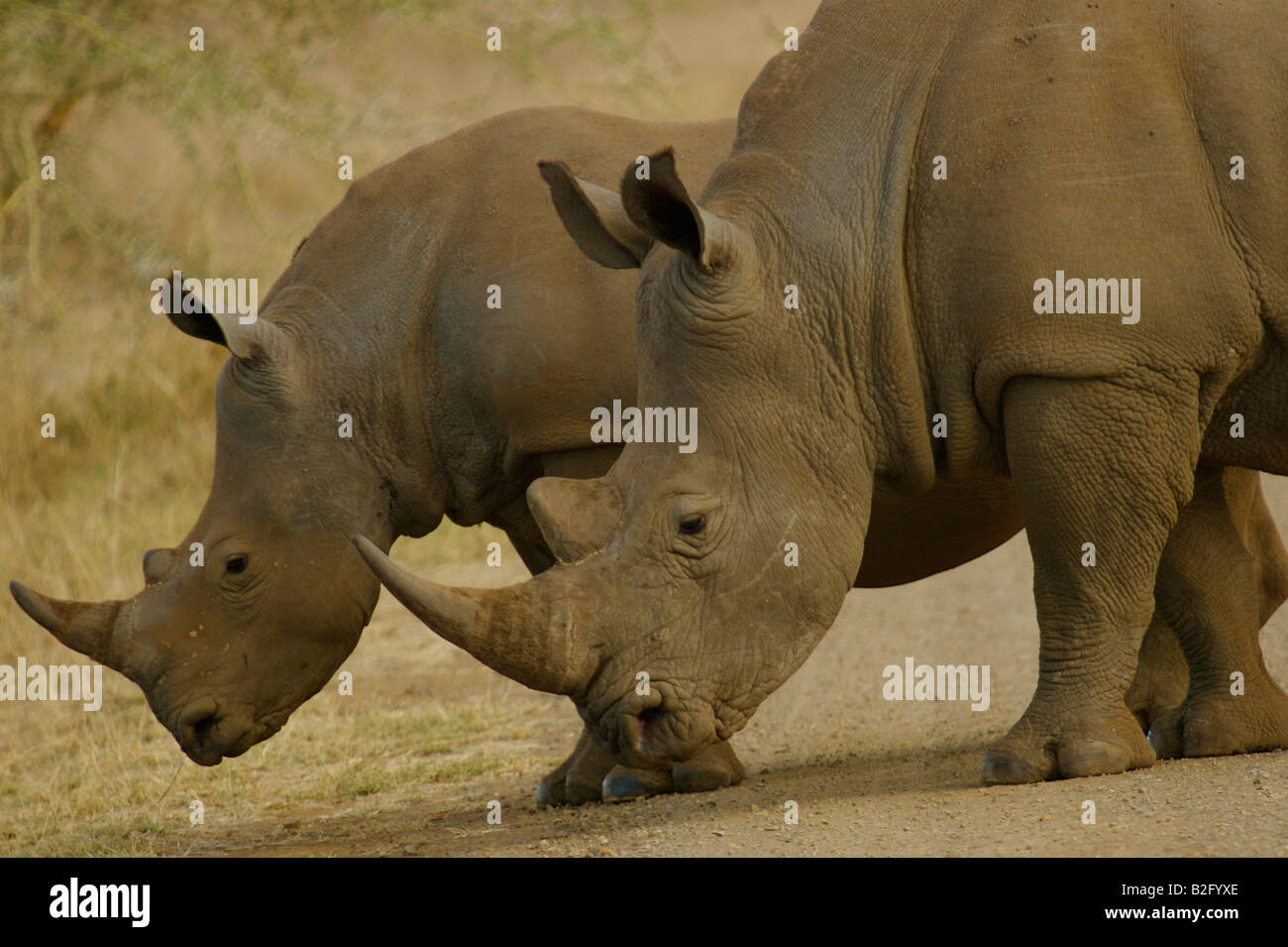 Two white rhinos Stock Photo - Alamy