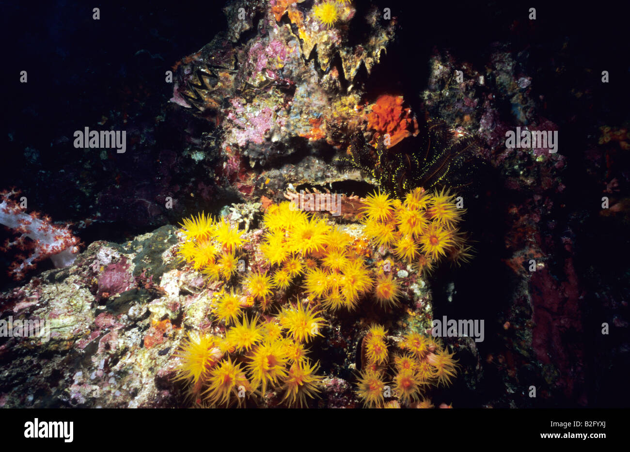 Tubastrea corals hi-res stock photography and images - Alamy