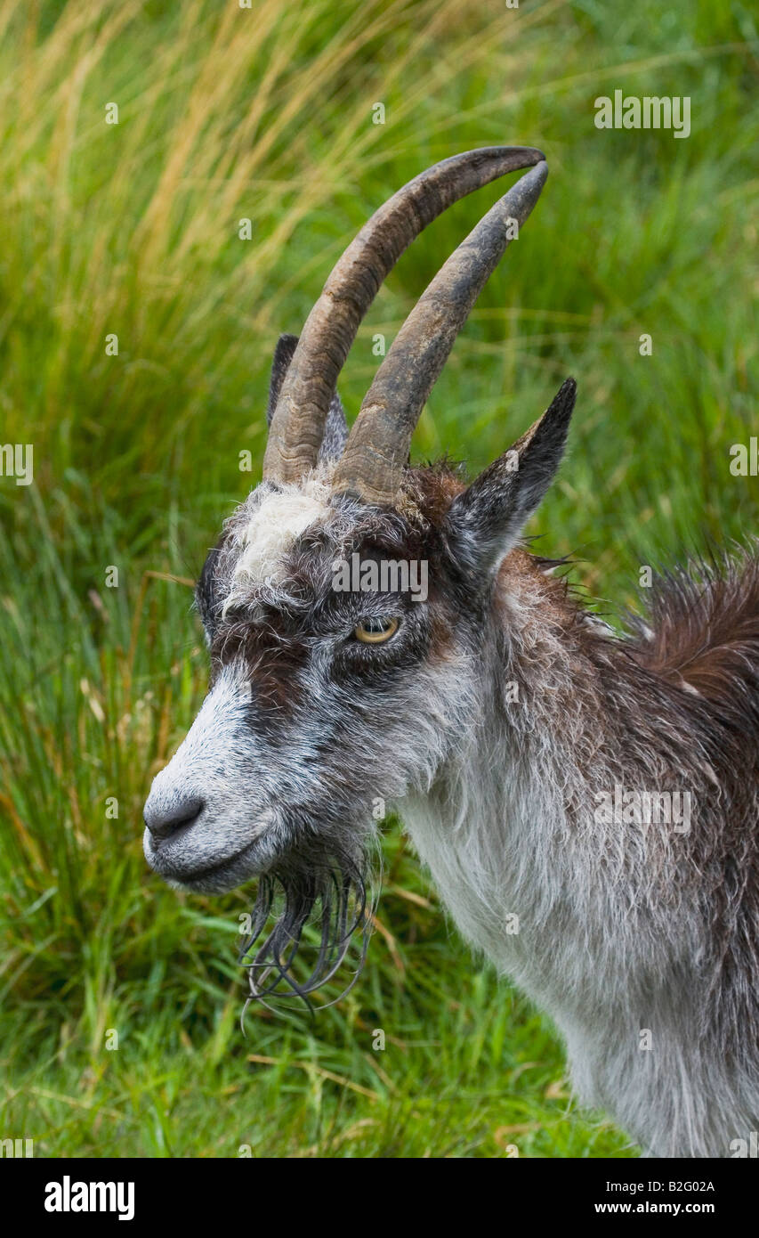 FERAL GOATS CAPRA HIRCUS Stock Photo - Alamy
