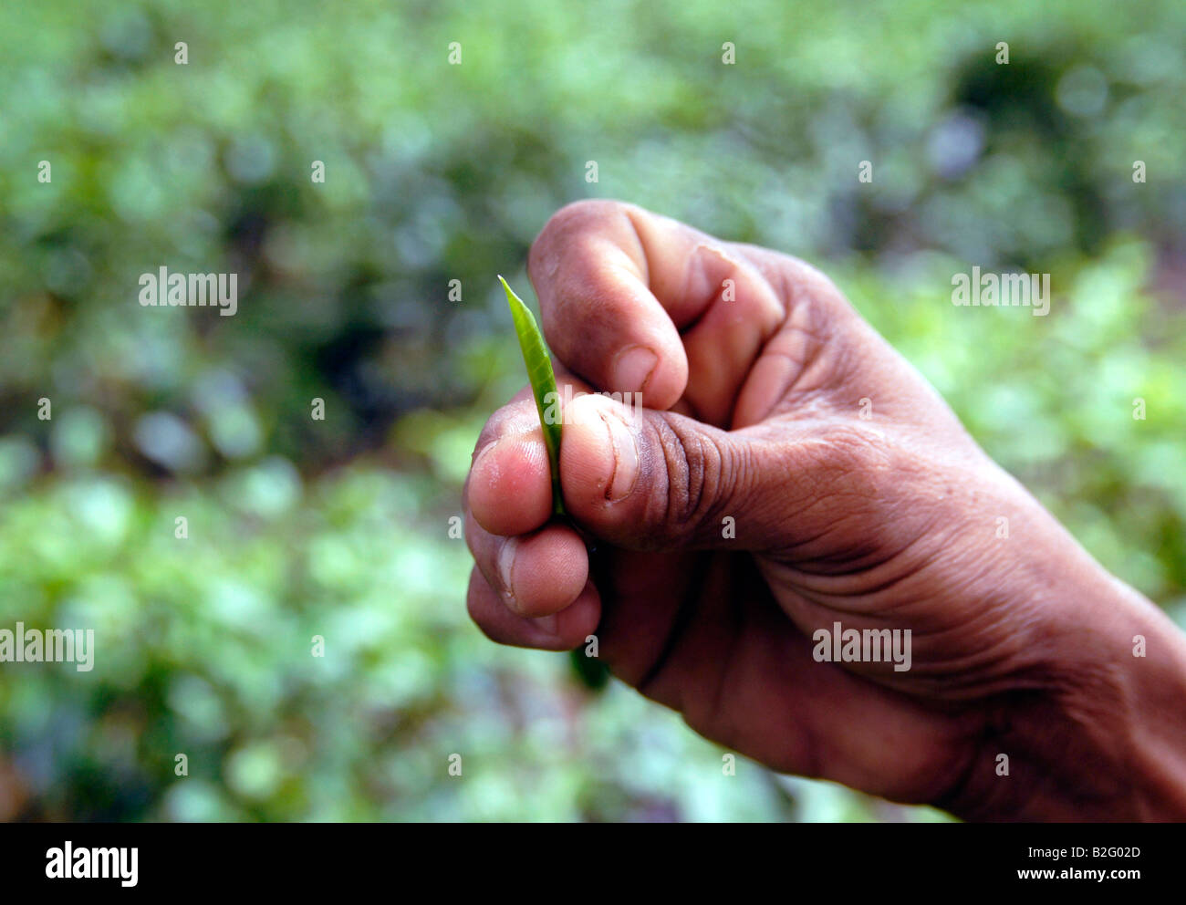 The leaf of a the rare white tea on a tea plantation in south of Sri ...