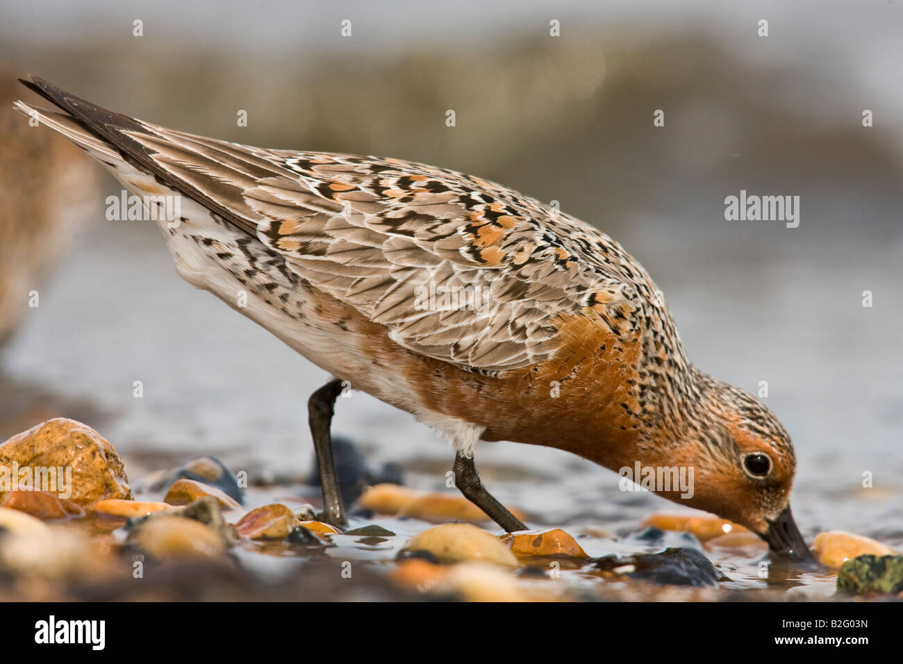 Red knot hi-res stock photography and images - Alamy