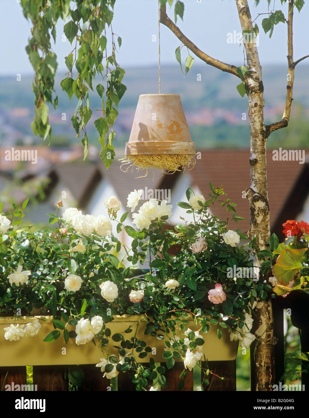 clay pot - breeding ground for earwigs Stock Photo - Alamy