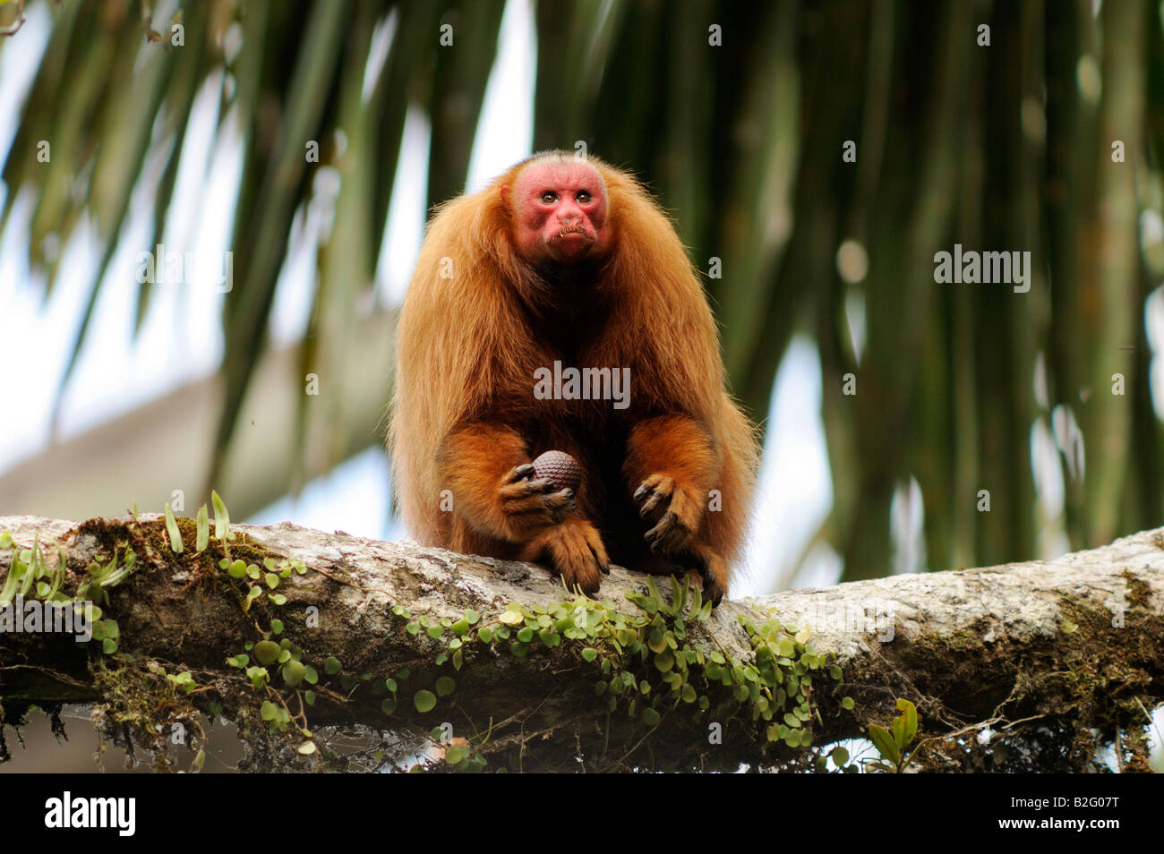 Uakaris monkey hi-res stock photography and images - Alamy