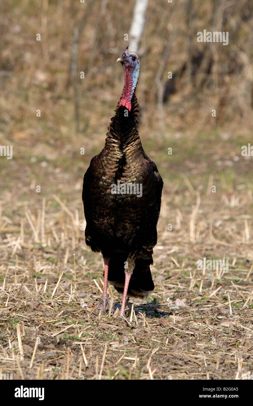 Jake eastern wild turkey in spring Stock Photo - Alamy