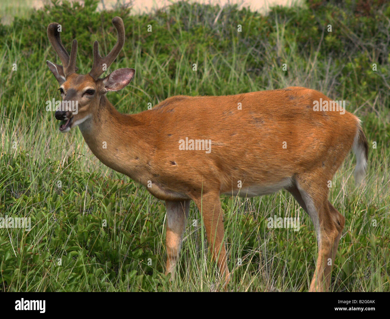 A young buck at Sunken Forest, an densely forested area of the Fire ...