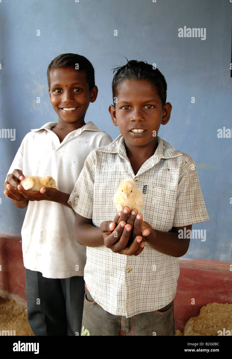 Indian chicken chicks hi-res stock photography and images - Alamy