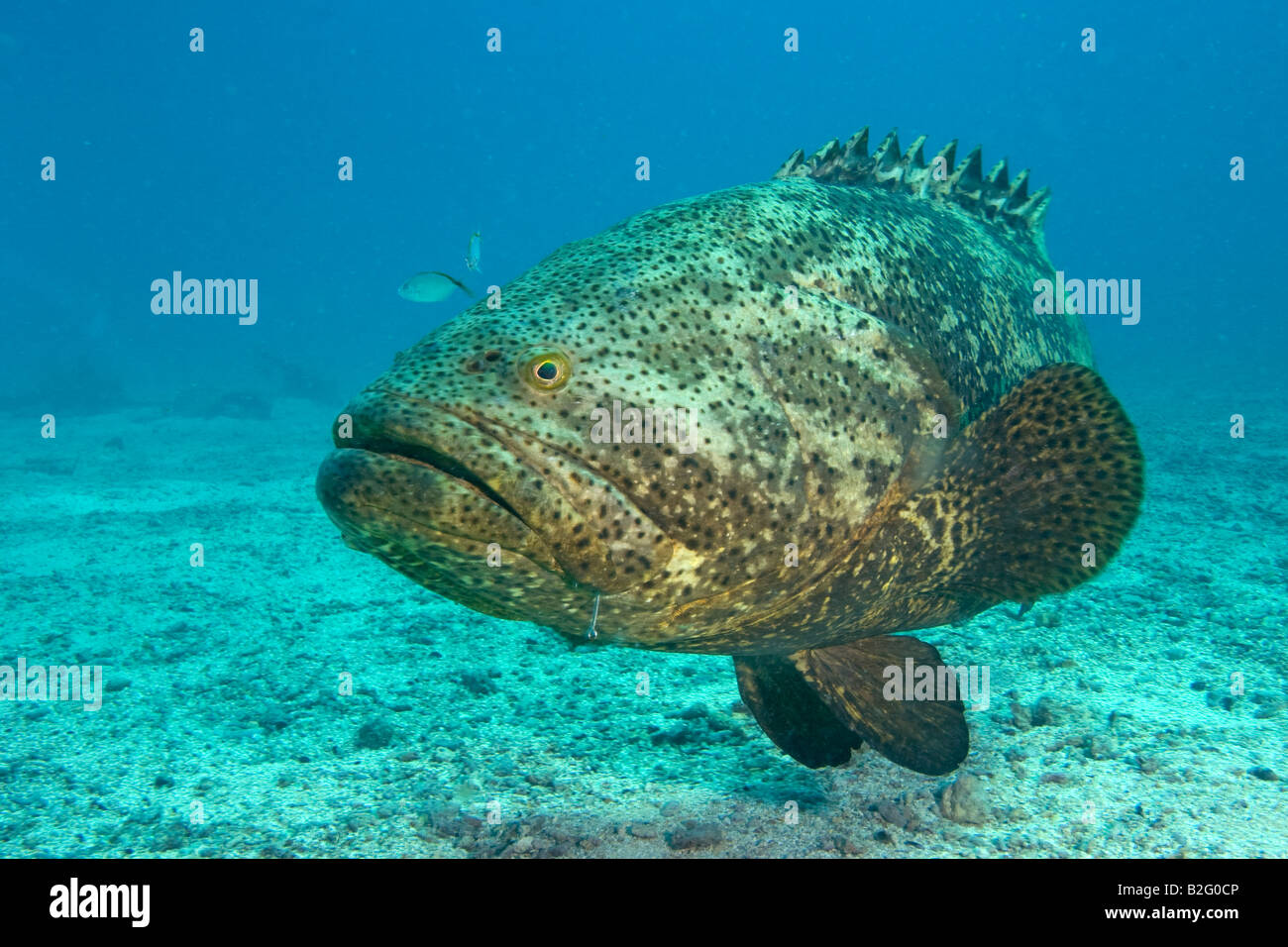 Critically endangered fish hi-res stock photography and images - Alamy