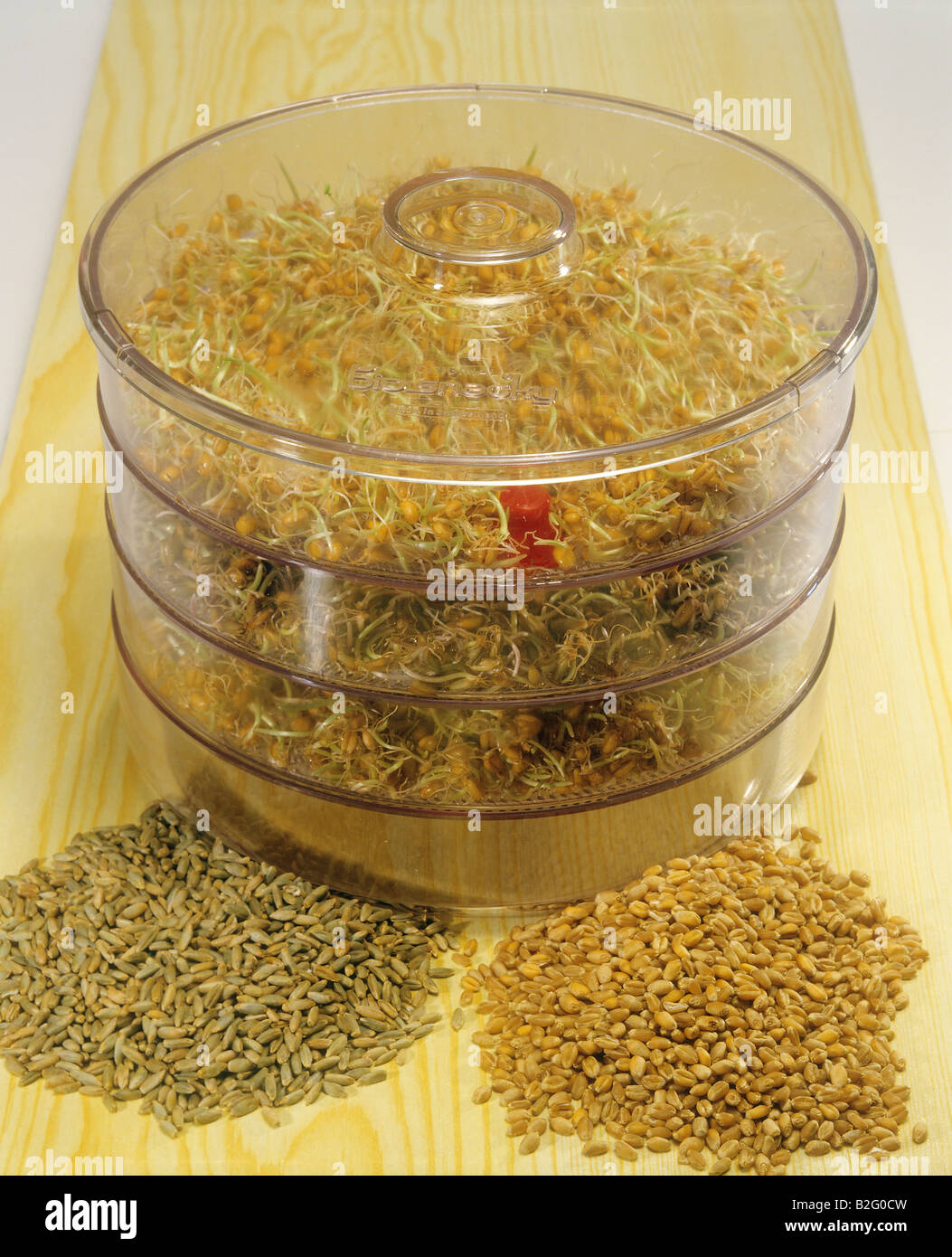 different sprouts in box Stock Photo - Alamy