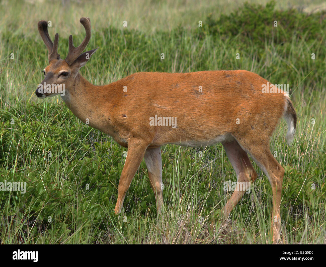 A young buck at Sunken Forest, an densely forested area of the Fire ...