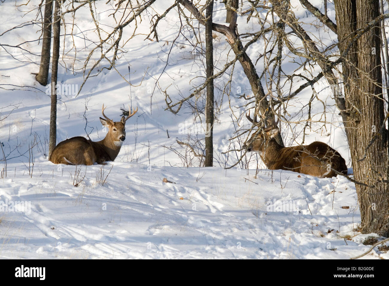 Bedded fawn hi-res stock photography and images - Alamy