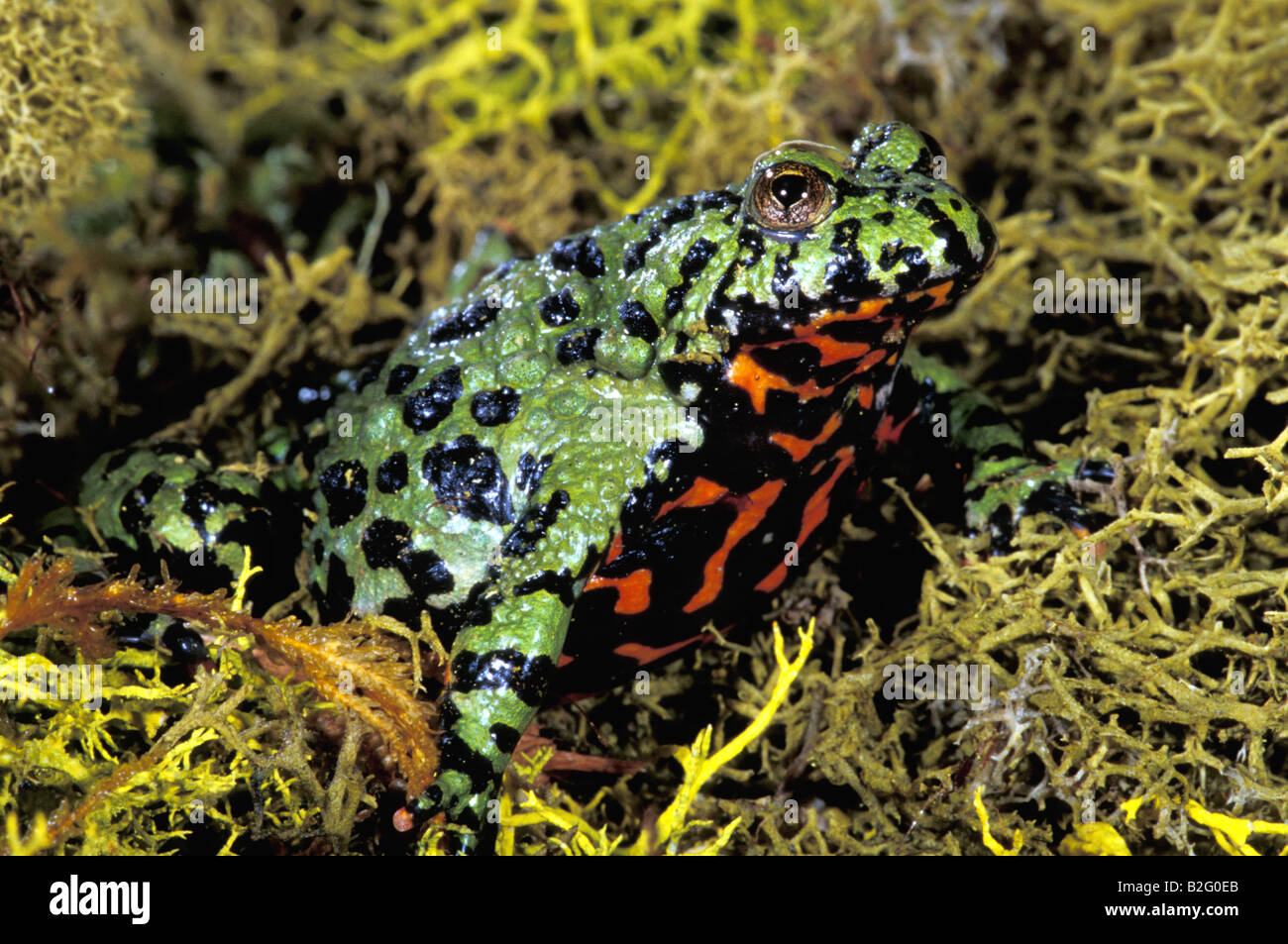FIRE-BELLIED TOAD Bombina orientalis Stock Photo - Alamy