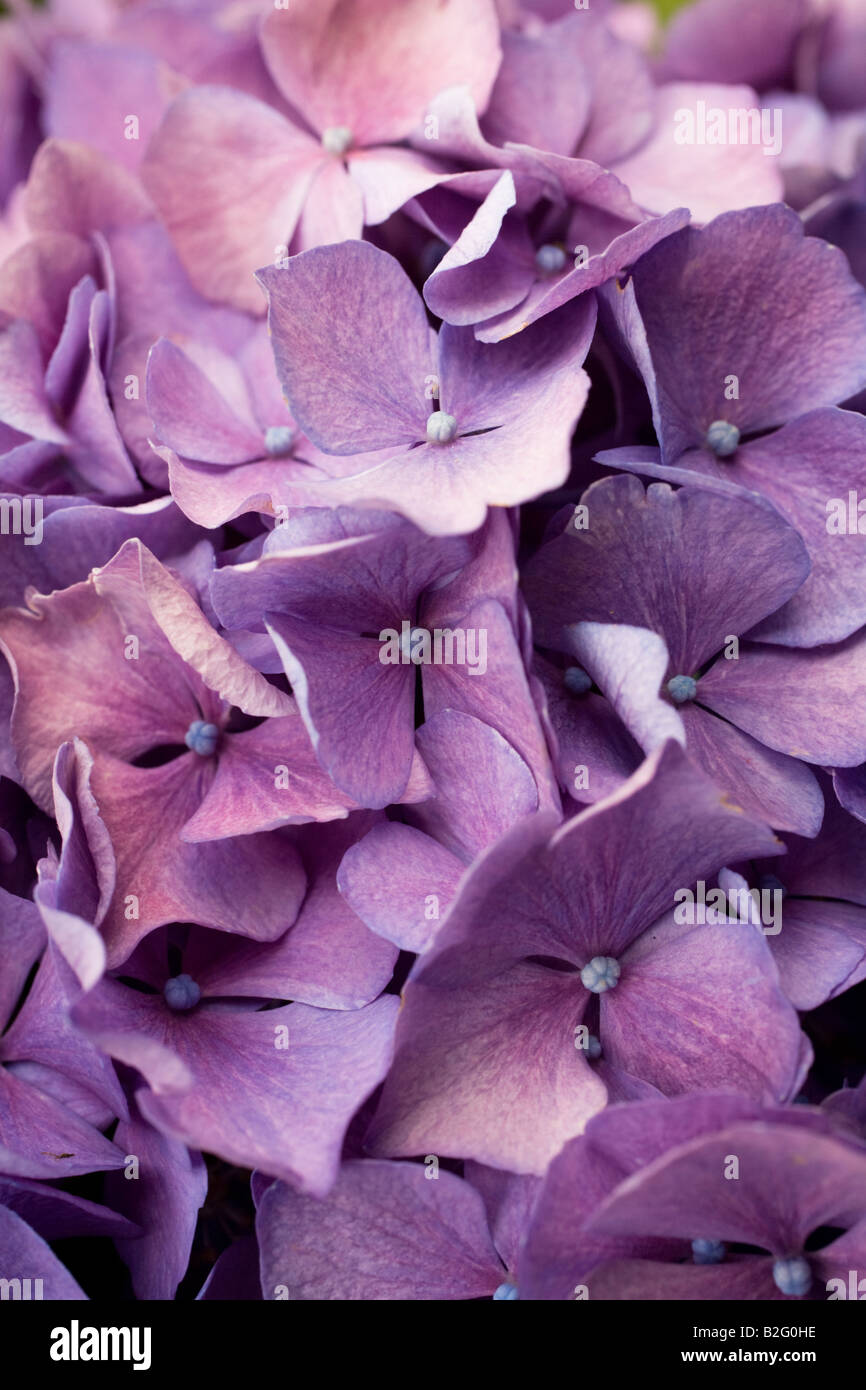 Blue / purple hydrangea Stock Photo - Alamy