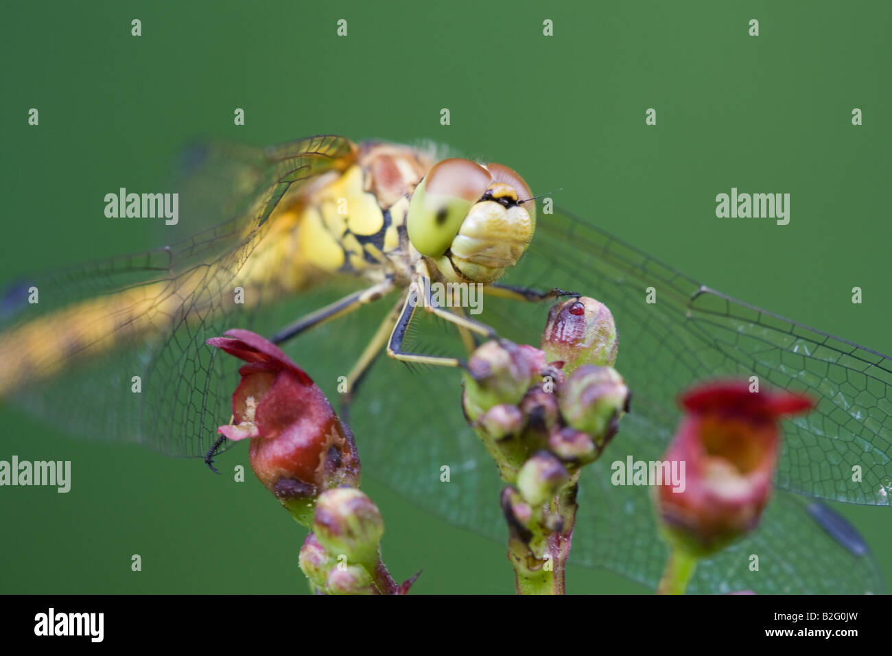 Common Darter Sympetrum striolatum close-up of an adult female at rest ...