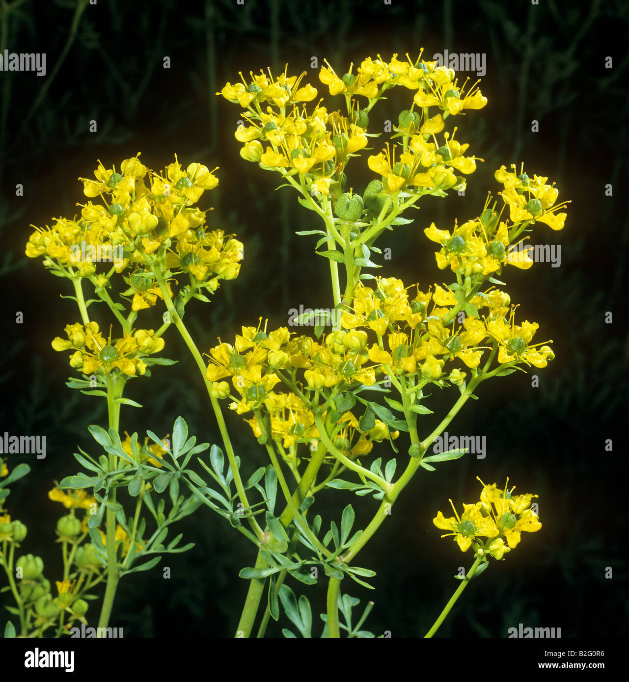 Common rue plants hi-res stock photography and images - Alamy