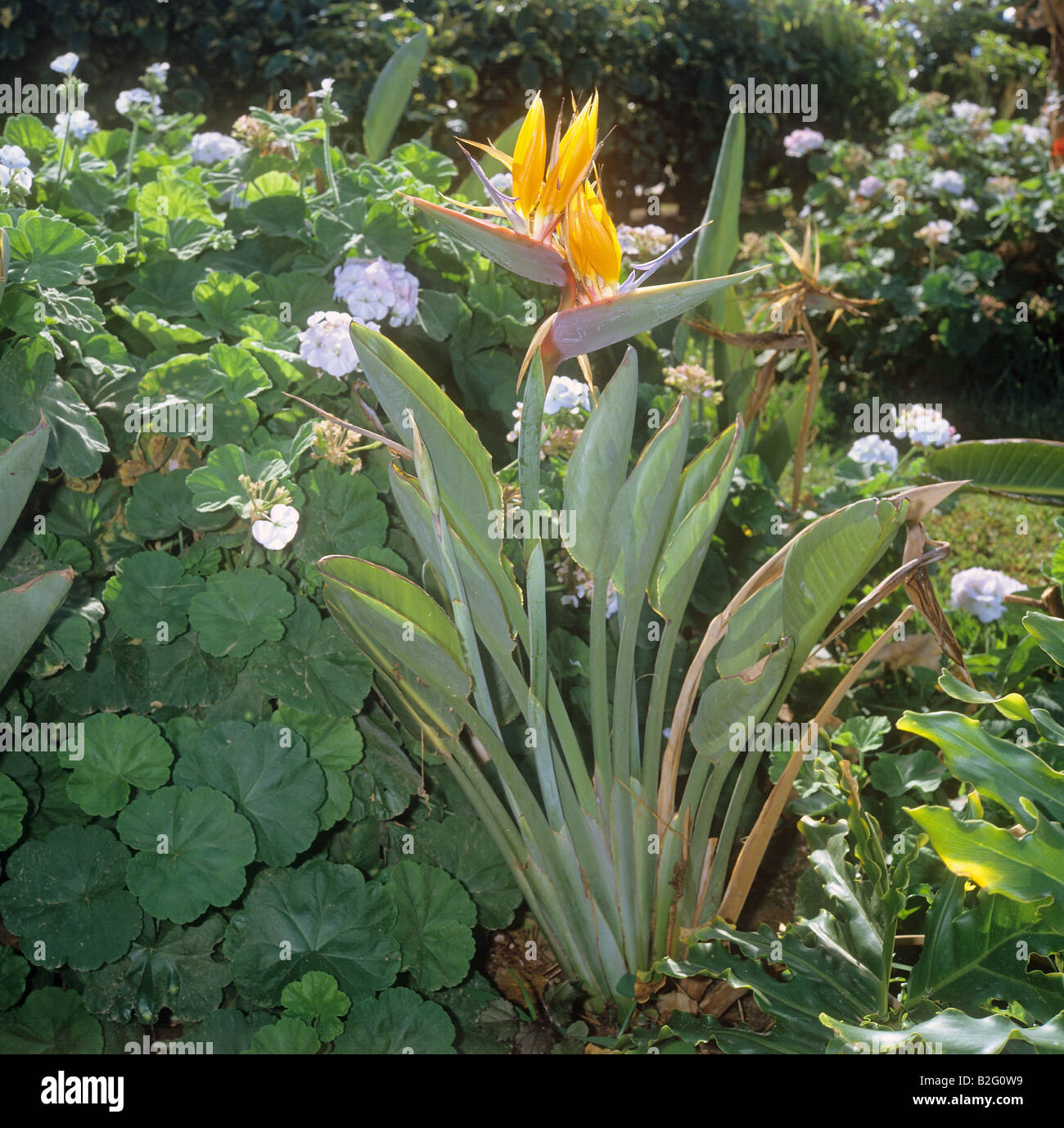 crane flower in the garden / Strelitzia reginae Stock Photo - Alamy