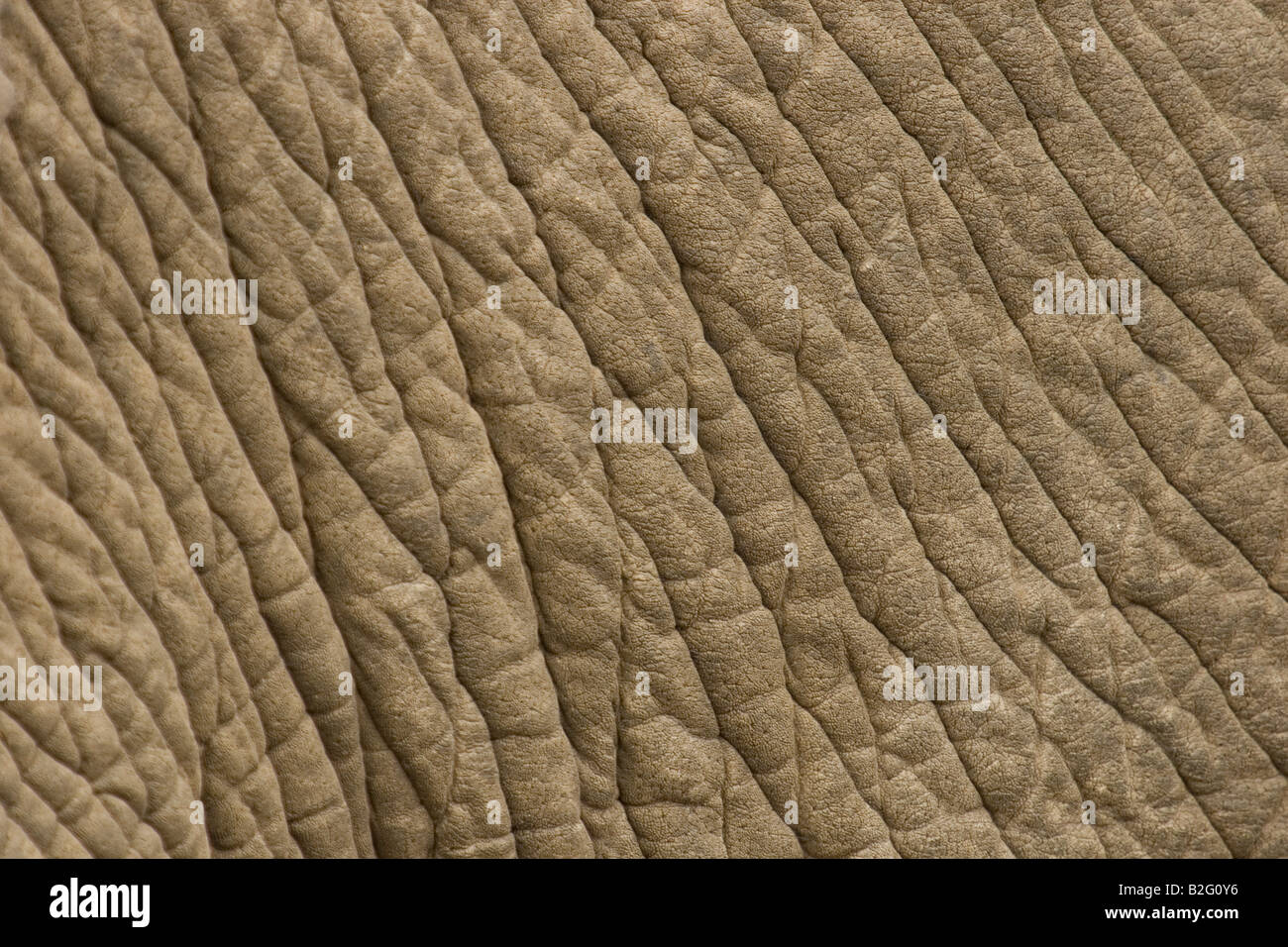 Close up of cracked dry elephant skin Stock Photo - Alamy