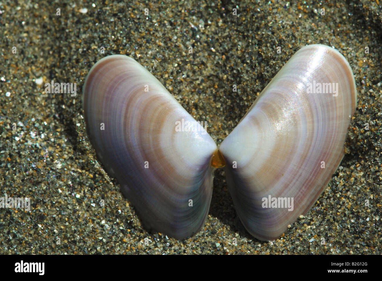 Tellin shells hi-res stock photography and images - Alamy