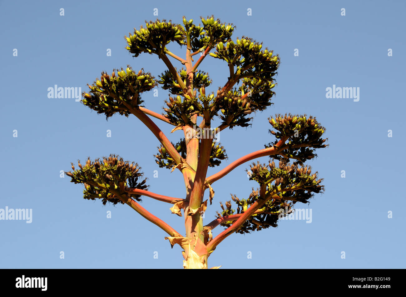 Developing fruits on a Giant Agave inflorescence Stock Photo - Alamy