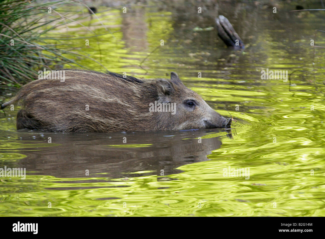 wild boar - shoat in water Stock Photo - Alamy