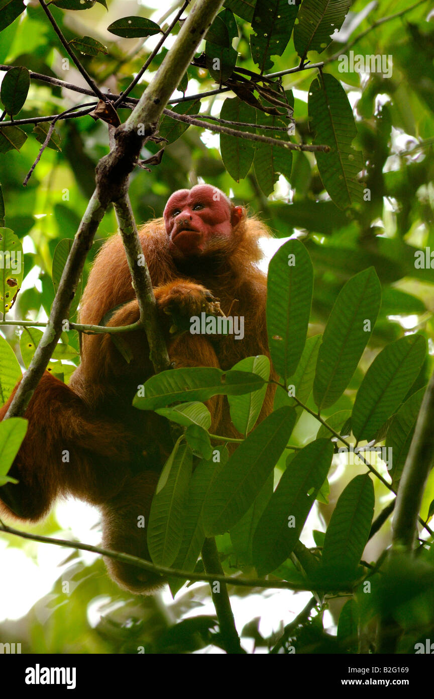 RED UAKARI MONKEY Cacajao calvus ucayalii Amazonian Rainforest, Yavari ...