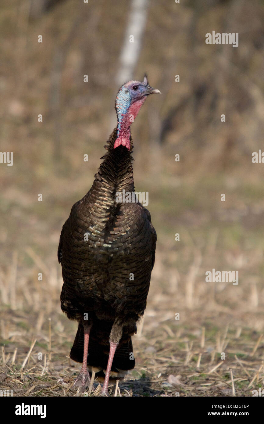 Jake eastern wild turkey in spring Stock Photo - Alamy