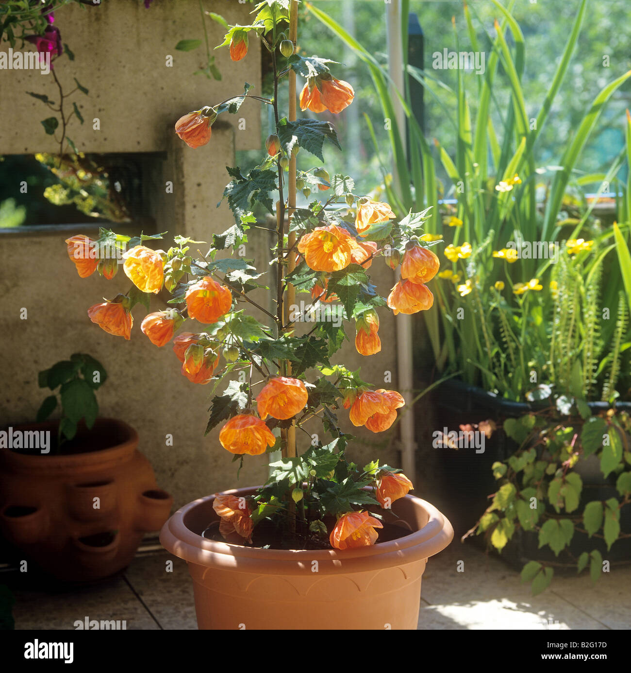 Abutilon pot hi-res stock photography and images - Alamy