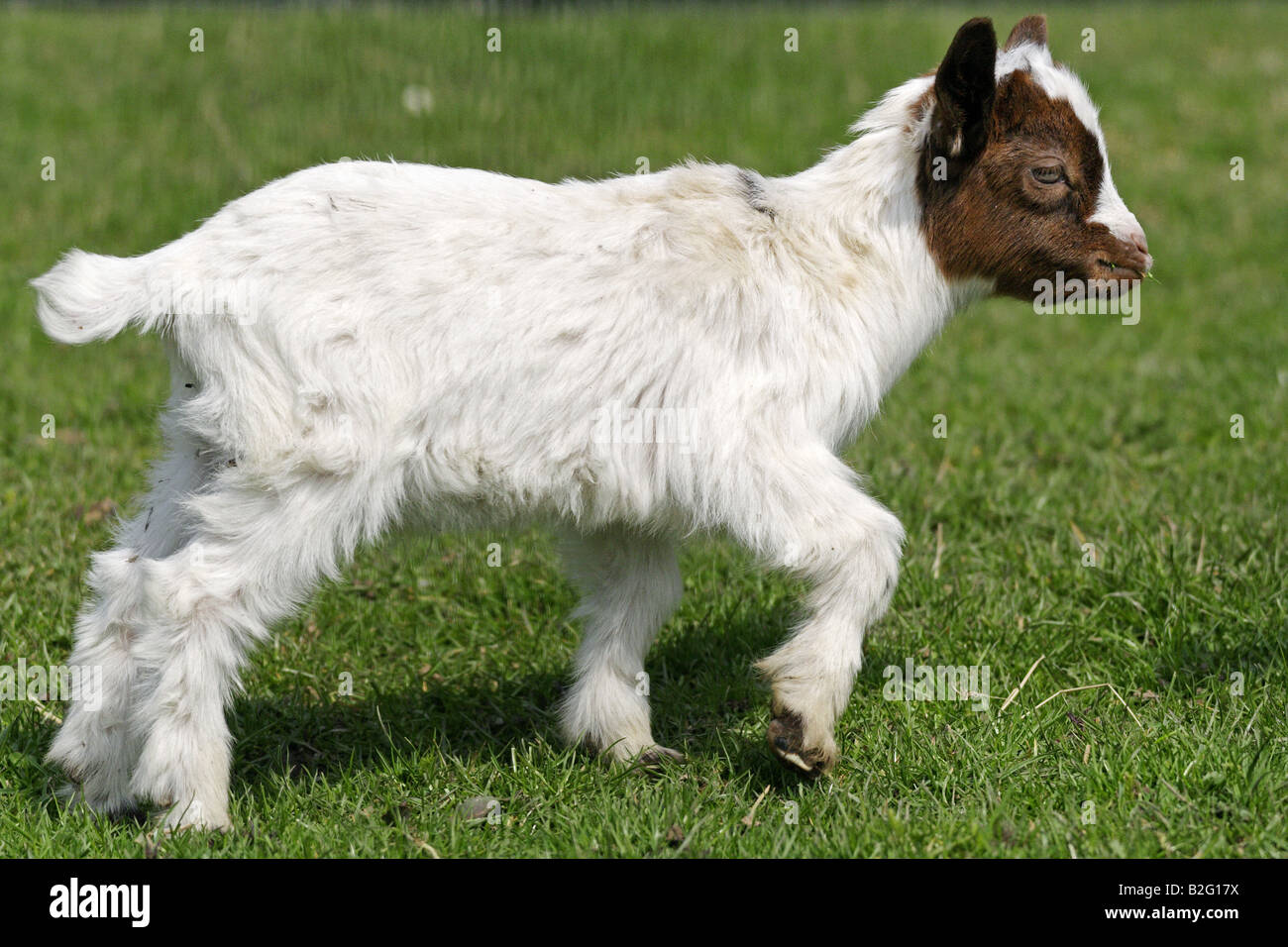 domestic goat - cub on meadow Stock Photo - Alamy