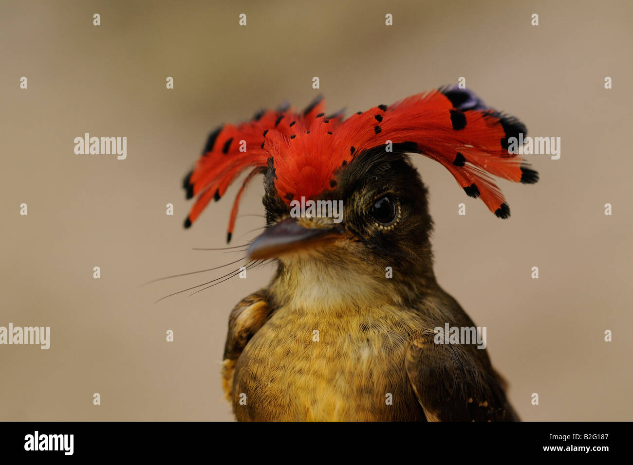 Amazonian Royal Flycatcher Adaptations