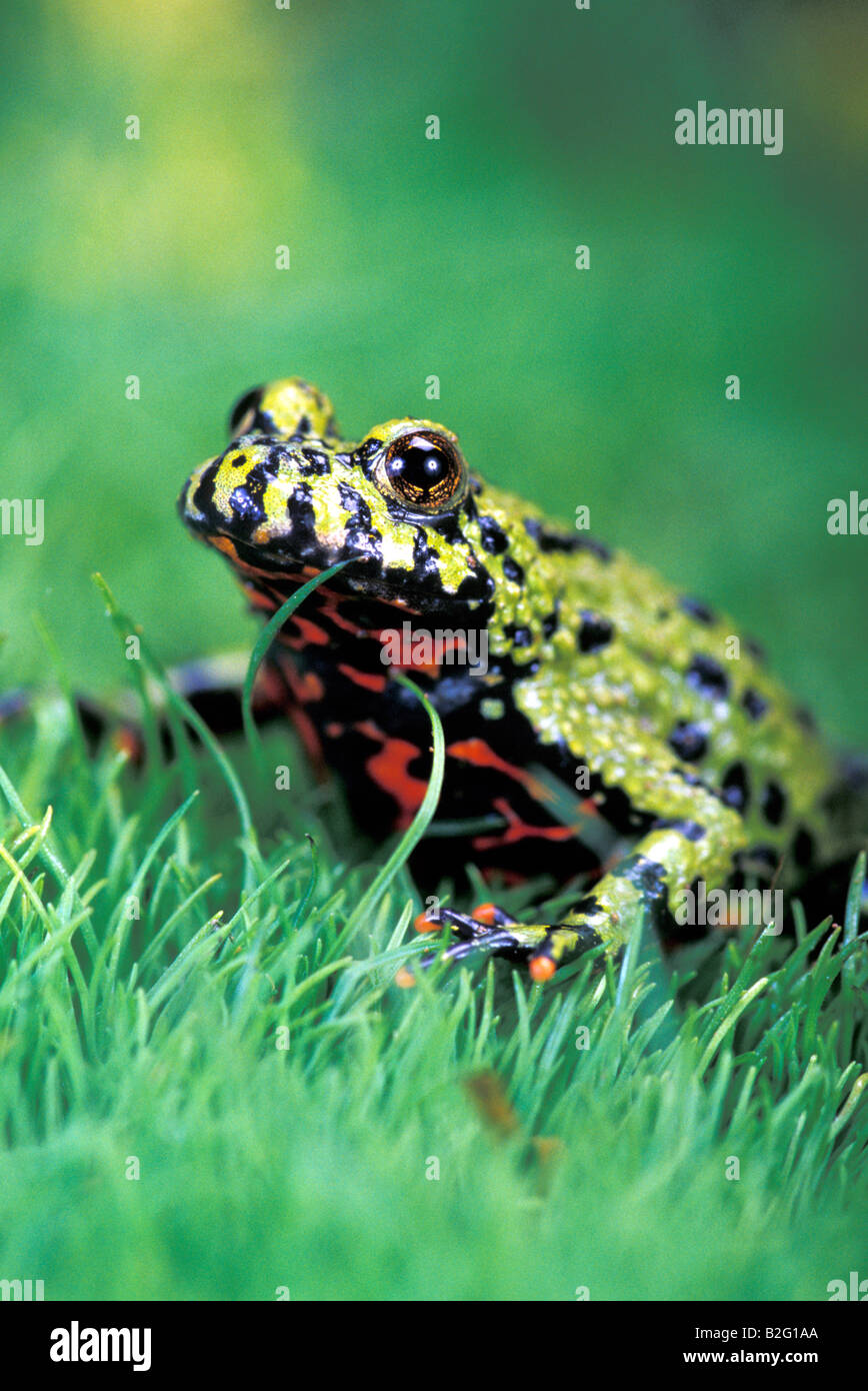 FIRE-BELLIED TOAD Bombina orientalis Stock Photo - Alamy