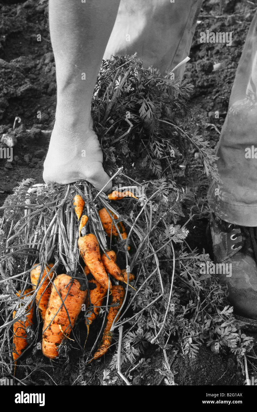 Hand pulling carrots out of ground Stock Photo - Alamy