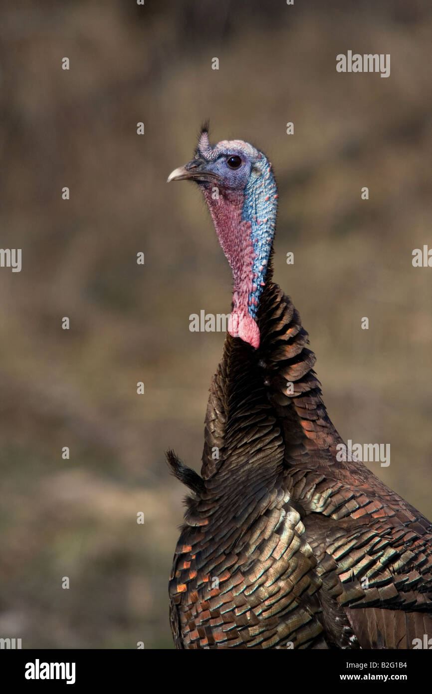 Jake eastern wild turkey in spring Stock Photo - Alamy