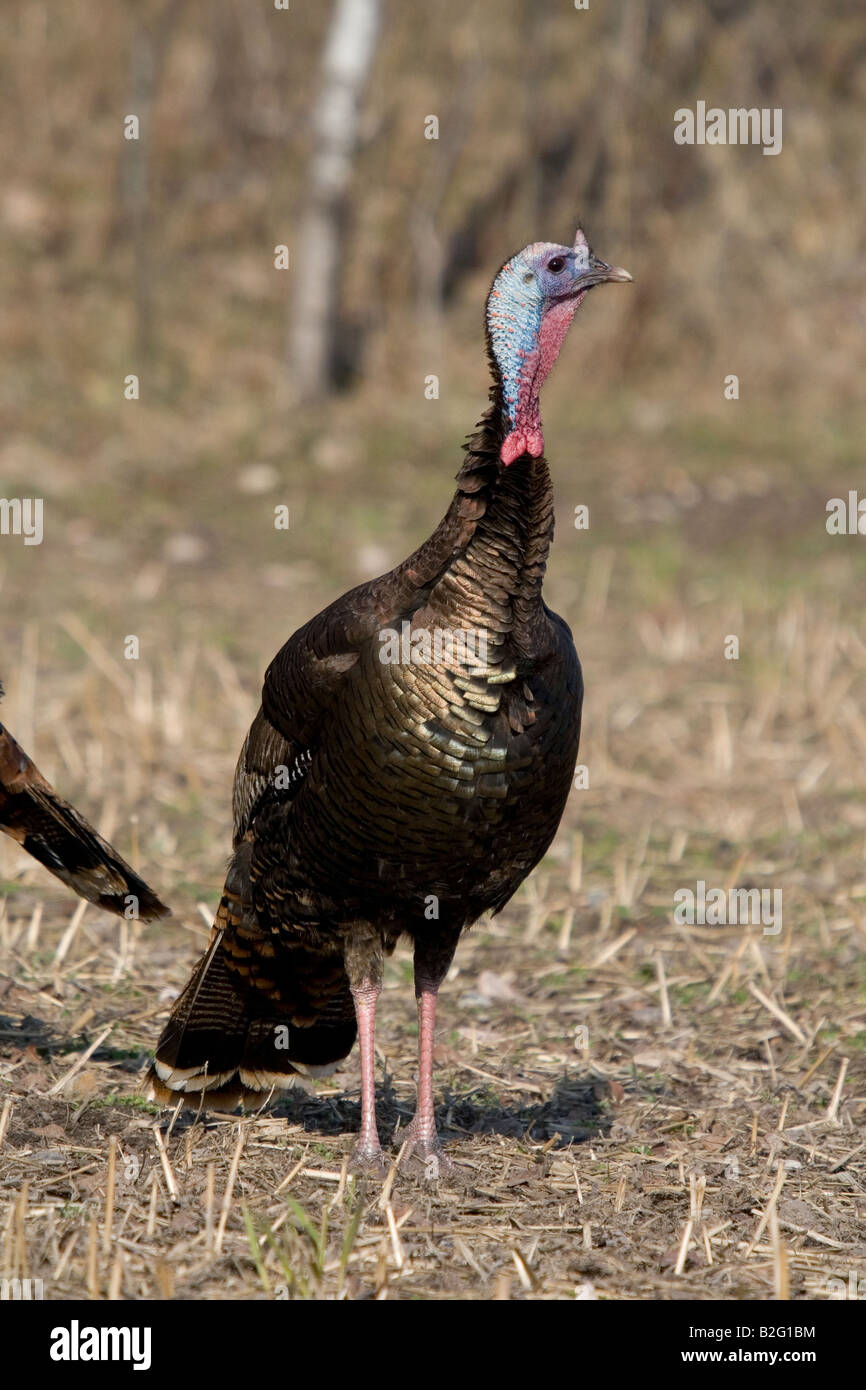Jake eastern wild turkey in spring Stock Photo - Alamy