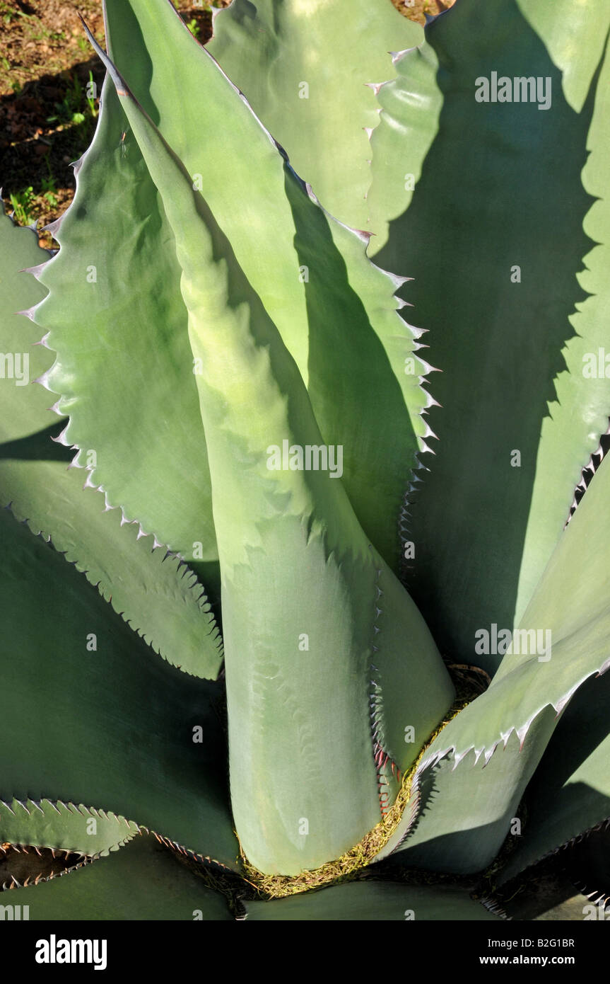 Agave species Stock Photo - Alamy