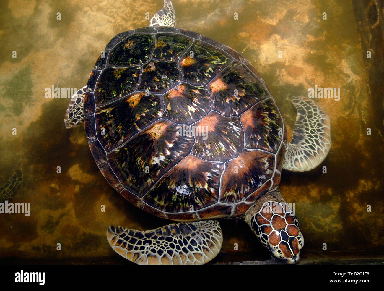 An adult Hawksbill turtle at a turtle hatchery on the south coast of ...
