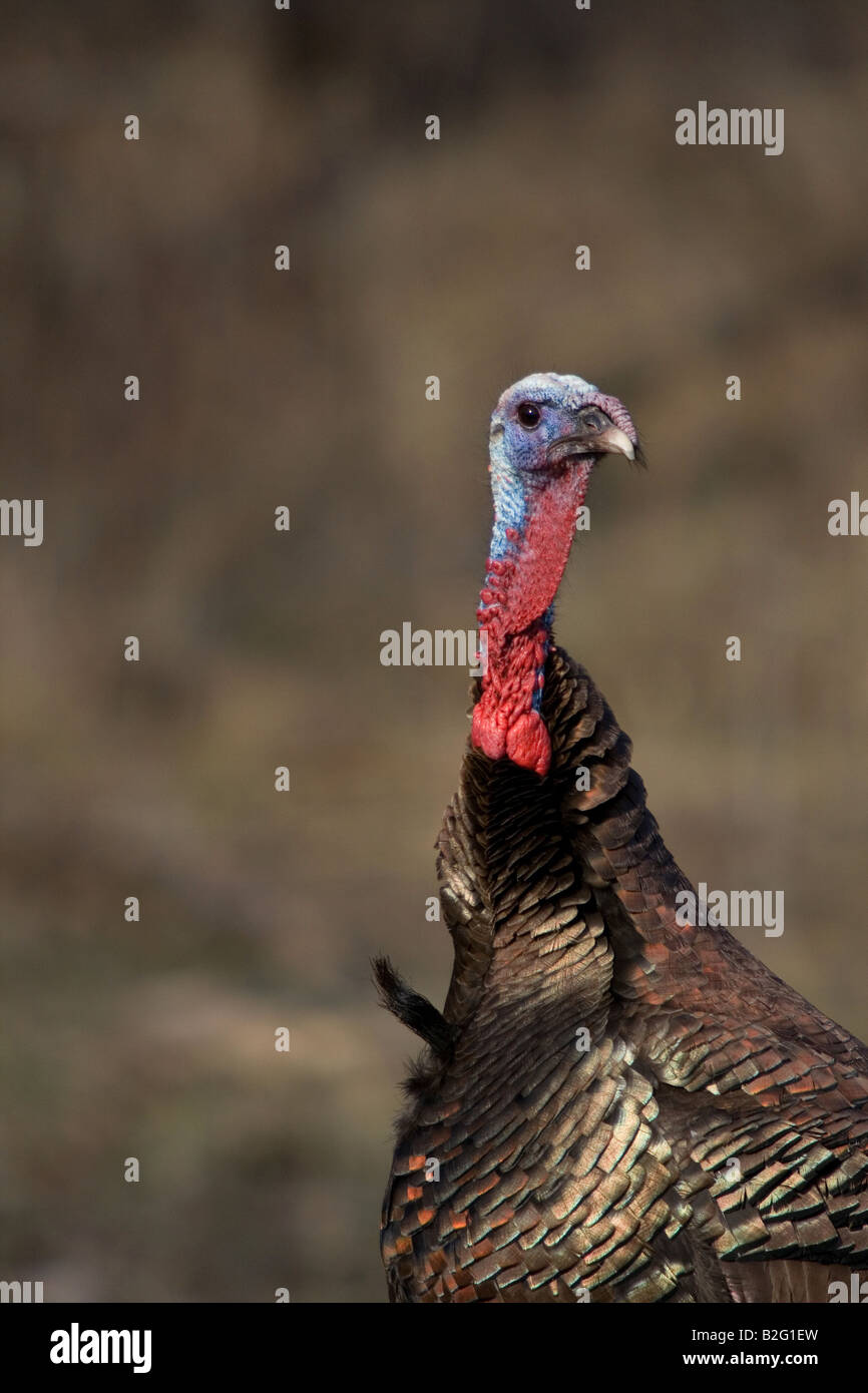Jake eastern wild turkey in spring Stock Photo - Alamy