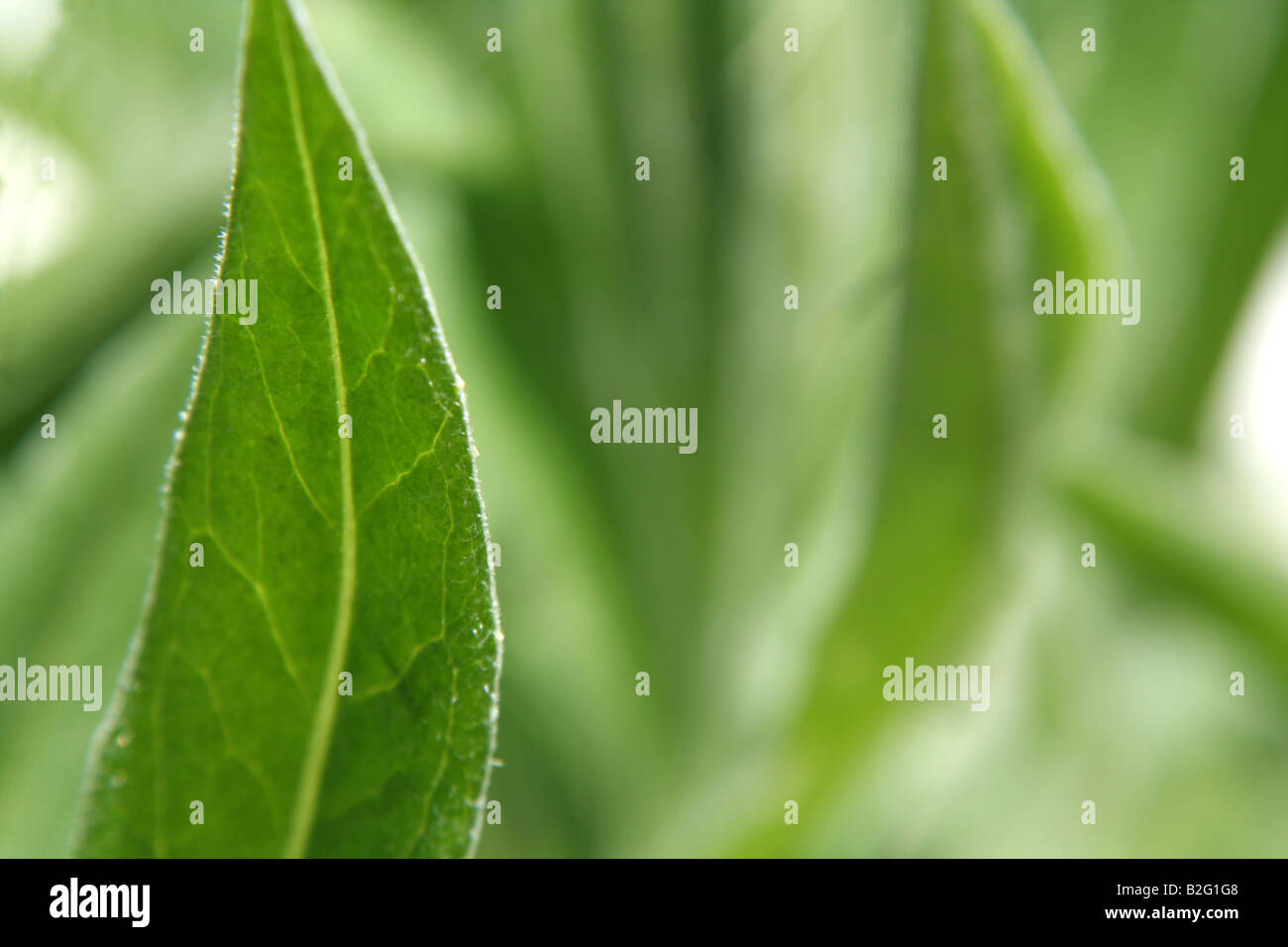 Spring Green Leaf Stock Photo - Alamy