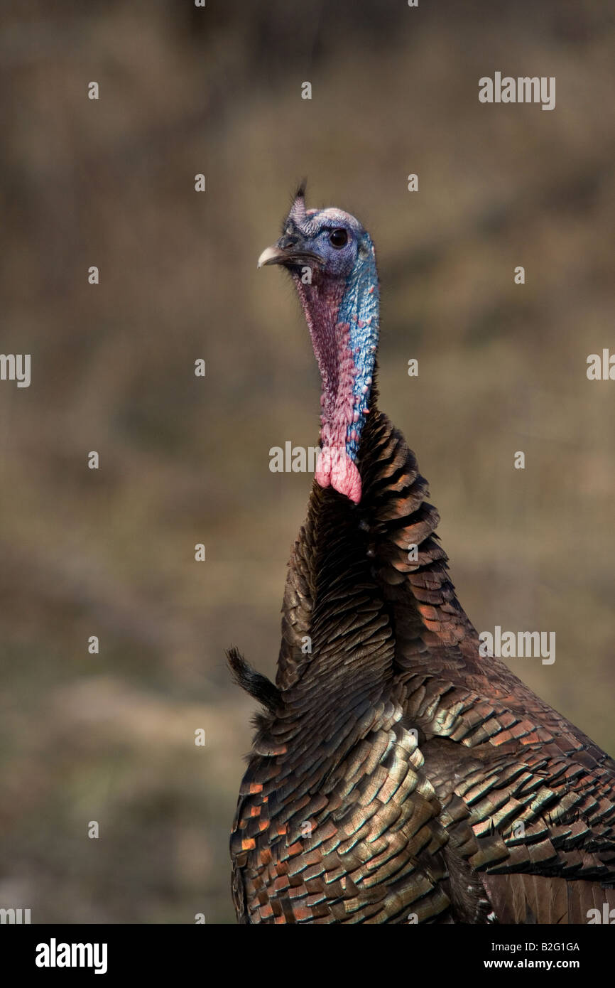 Jake eastern wild turkey in spring Stock Photo - Alamy