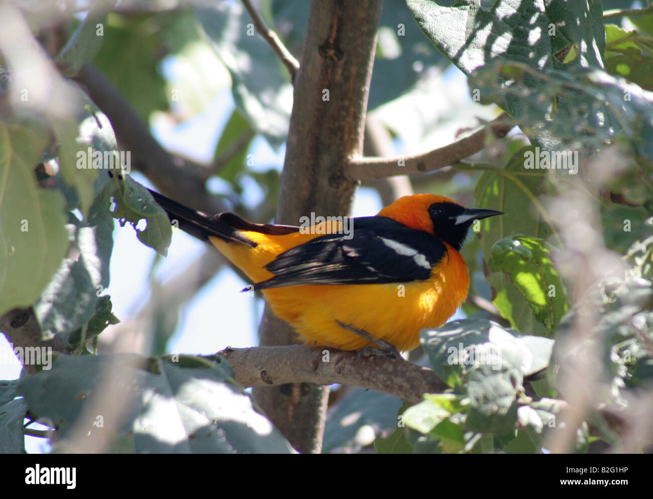 Hooded oriole at hi-res stock photography and images - Alamy