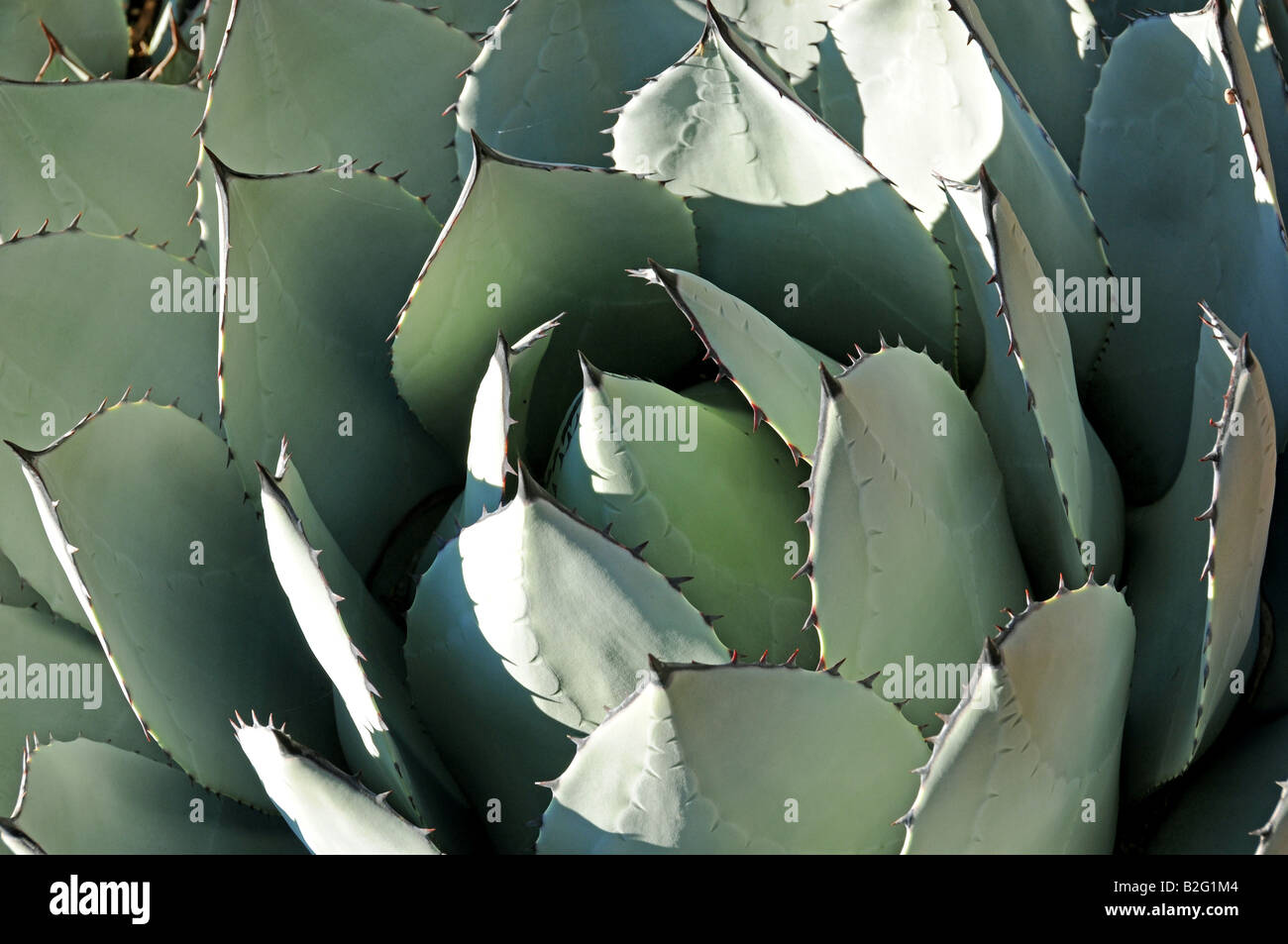 Blue agave leaves hi-res stock photography and images - Alamy